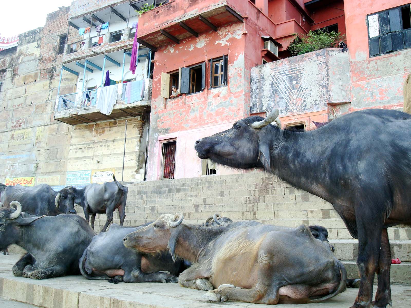Varanasi: Sehenswürdigkeiten | Städte | Benares | Goruma