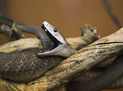 Schwarze Mamba, Dendroaspis polylepis | Tiere | Giftschlangen | Goruma