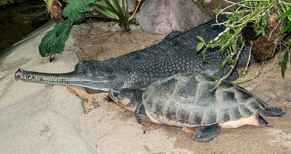 Gangesgavial | Tiere | Krokodile | Goruma