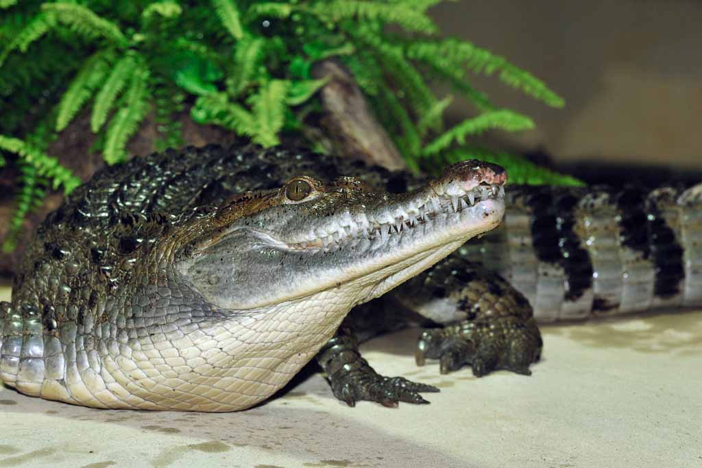 Philippinenkrokodil | Tiere | Krokodile | Goruma